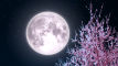 Pink Supermoon: The Biggest And Brightest Of 2020 | Star Walk