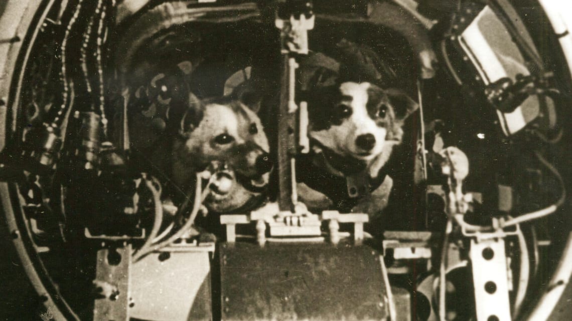 Belka and Strelka Space Dogs | First Animals In Space | Russian Space ...