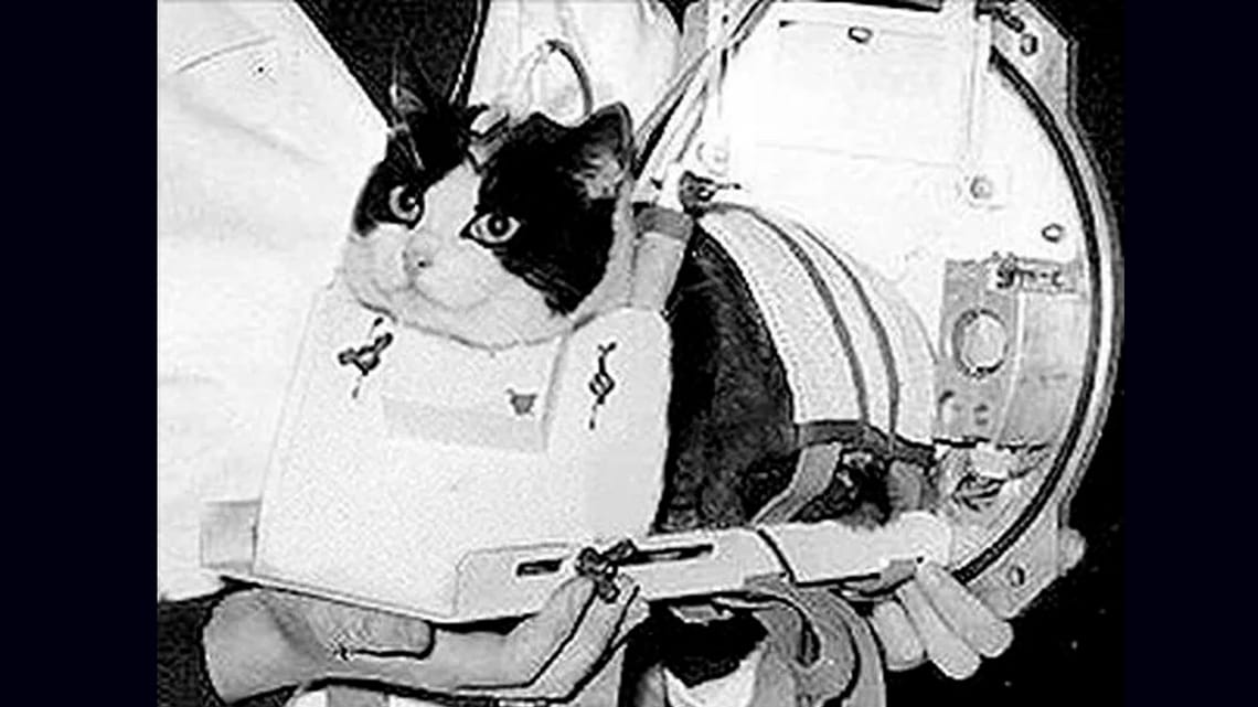 Félicette, die erste Katze im Weltraum | Erste Katze im Weltall | Astronaut Katze | Star Walk