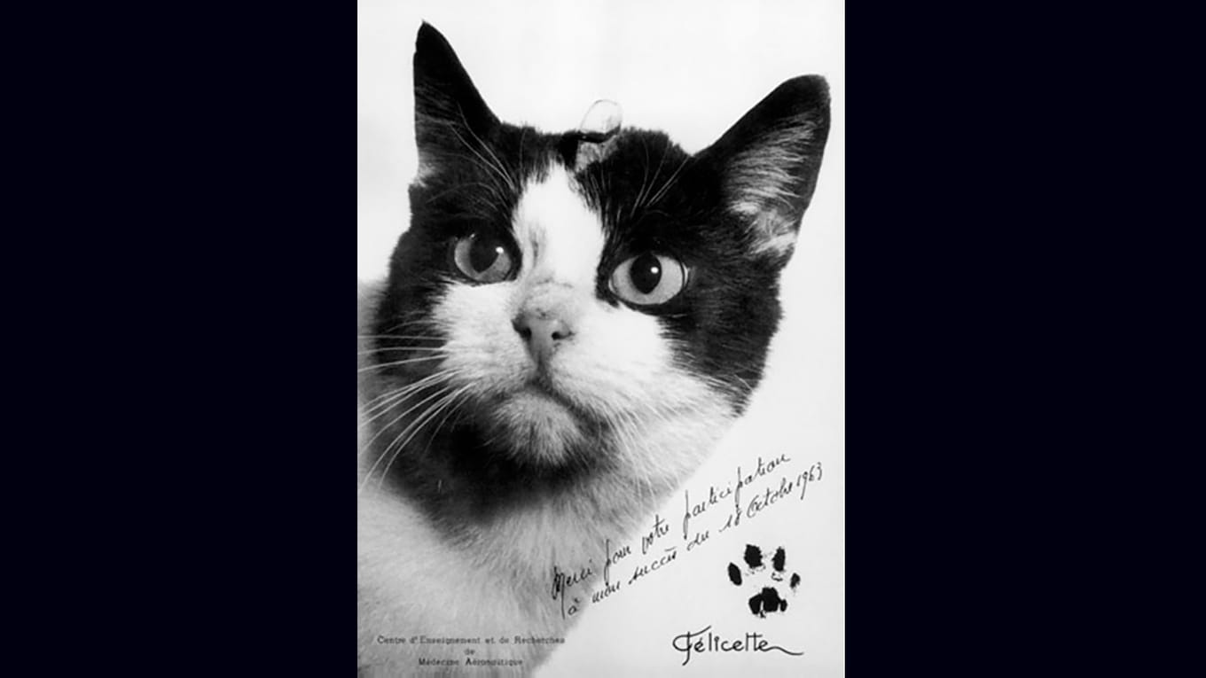 Cat in space | What happened to felicette cat | The cat was sent into space