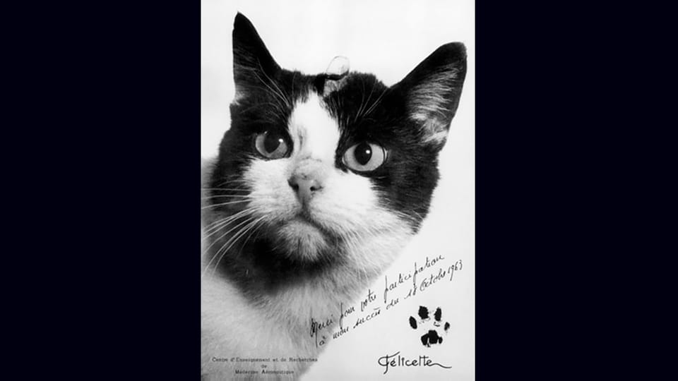 Cat in Space | What Happened to Felicette Cat | Cat Sent to Space ...