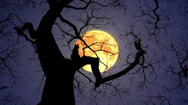 Full Moon October 2026 | When Is the Hunter’s Moon 2026 | Halloween ...