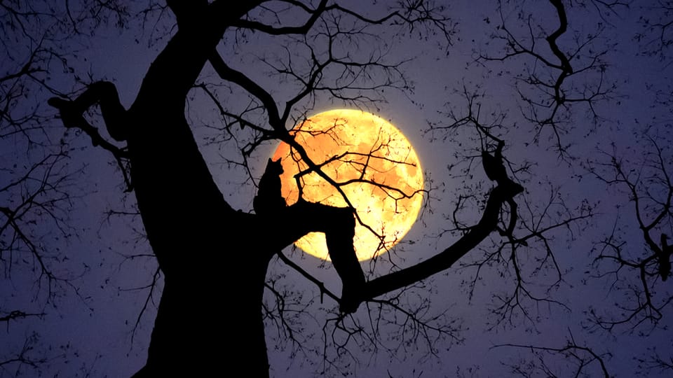 Full Moon October 2026 | When Is the Hunter’s Moon 2026 | Halloween Moon