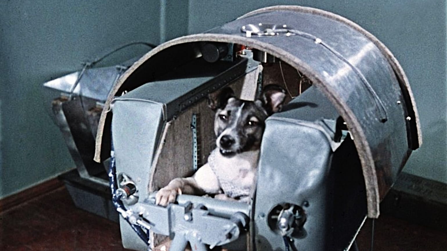 Belka y Strelka Perros del Espacio | Primeros Animales en el Espacio ...