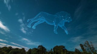 Is There A Cat Constellation | Astronomy Cats | Felis Constellation ...