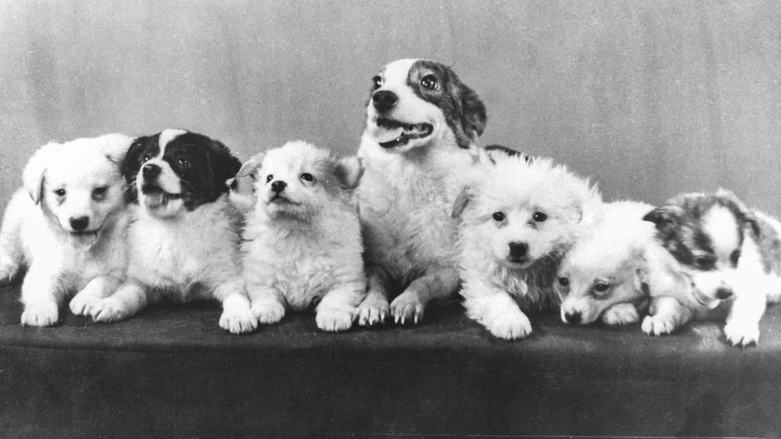 Belka en Strelka Ruimtehonden | Eerste Dieren in de Ruimte | Russische ...